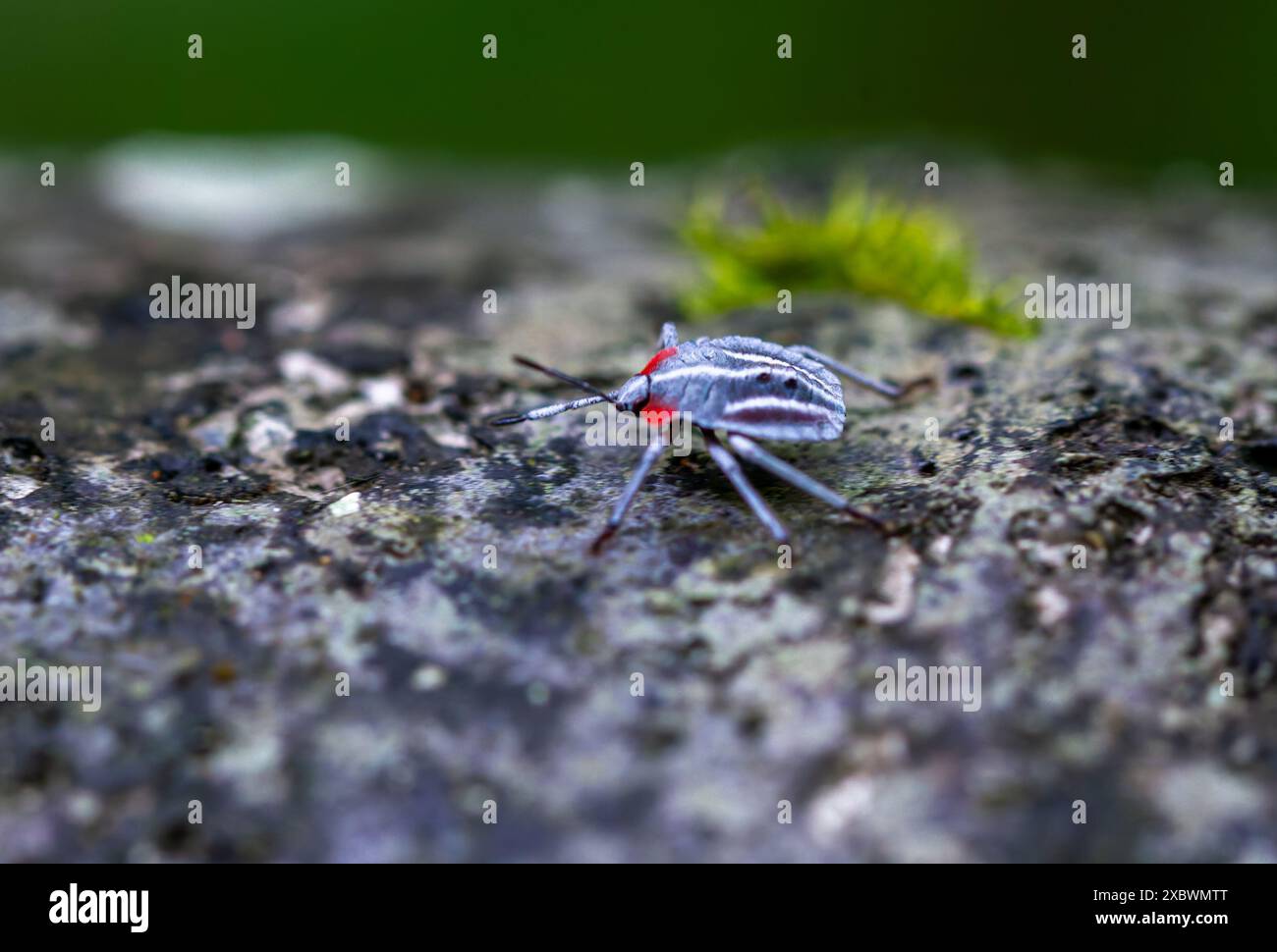 Detailed view of A lychee stink bug nymph (Tessaratoma papillosa) with ...