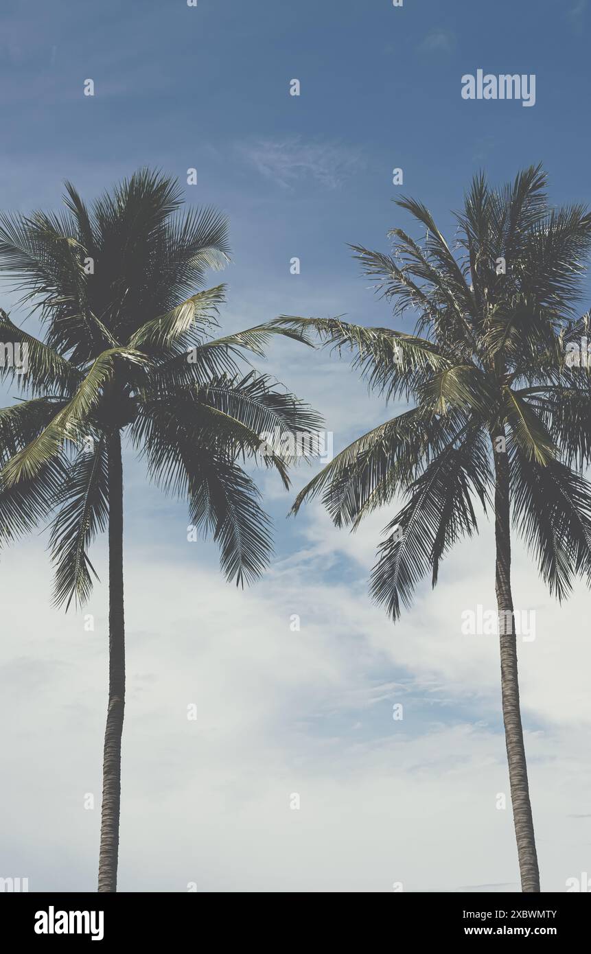 Two coconut palm trees, sky background, front vertical nature frame ...