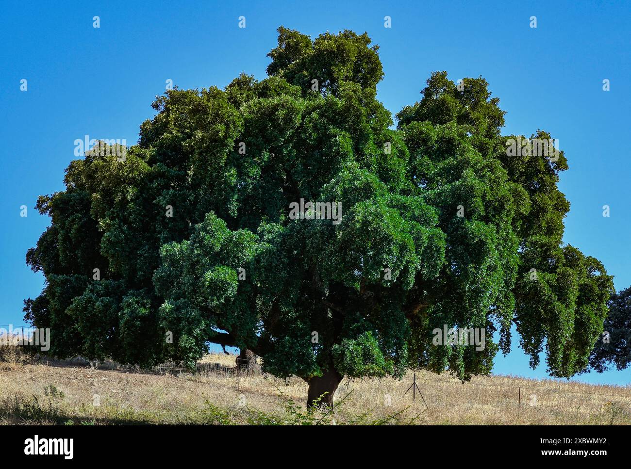 Quercus suber, commonly called the cork oak, is the primary source of ...