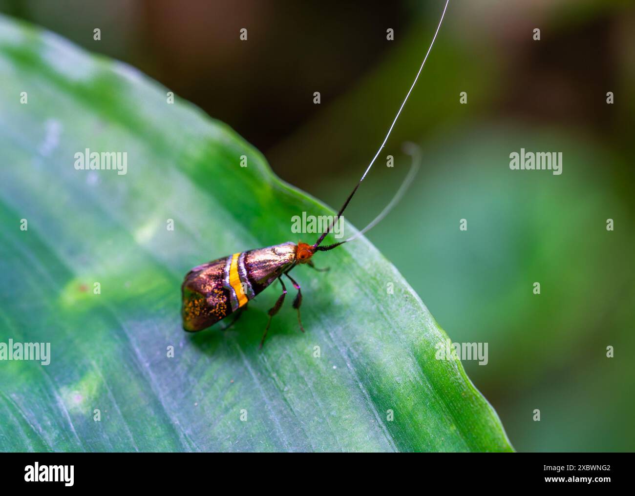 A Nemophora aurifera(Adelidae) moth. It has an elongated body, a brown ...