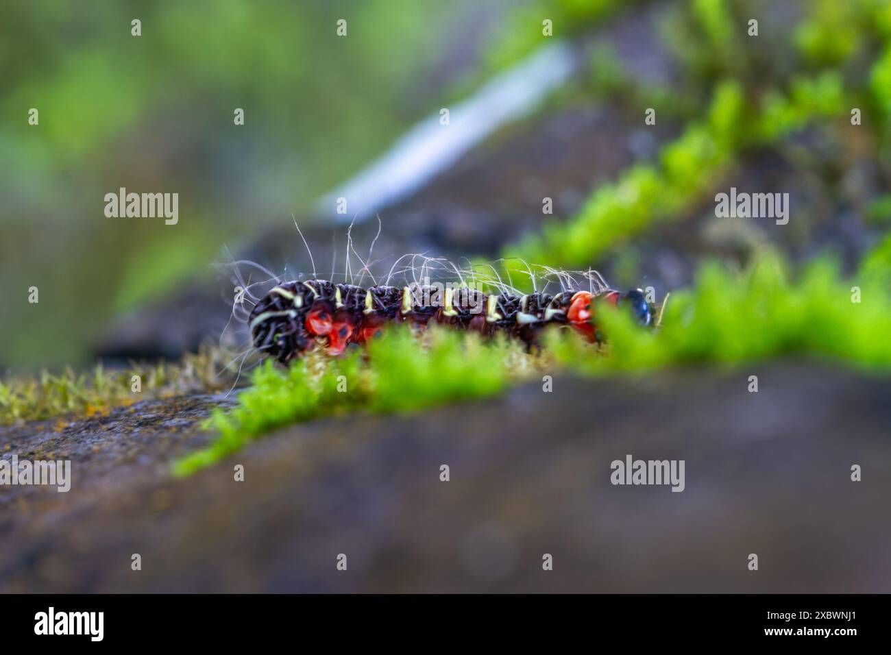 A caterpillar of the Asota plana lacteata moth can be seen under the ...