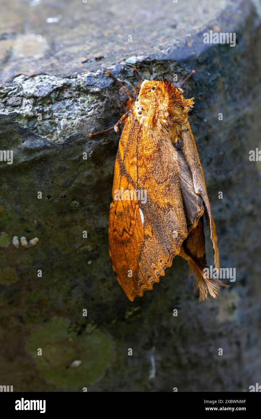 A close-up of a Dudusa synopla moth (also known as the Assamese ...