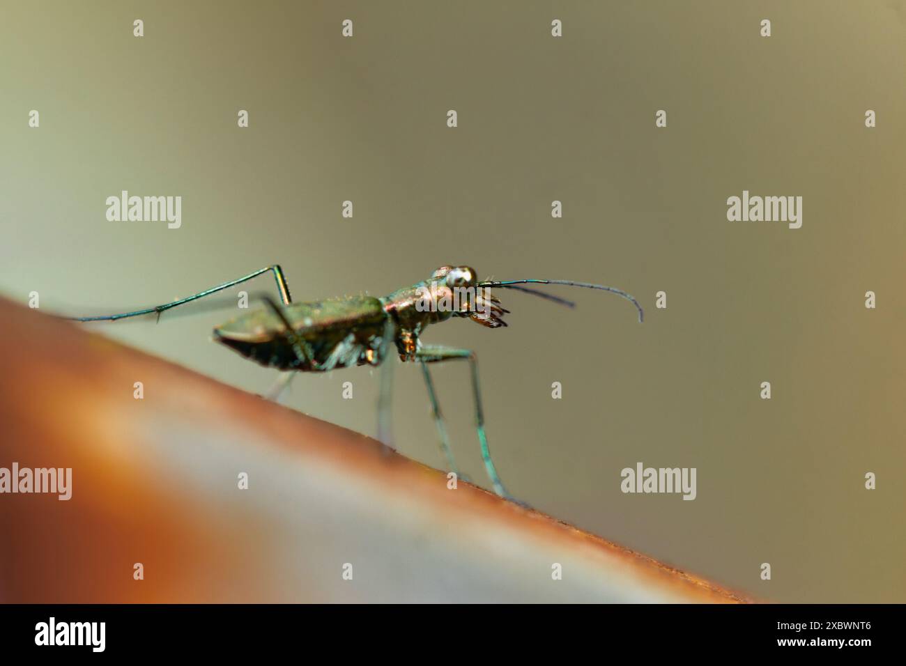 Detailed view of a tiger beetle(Cylindera kaleea angulimaculata) with ...