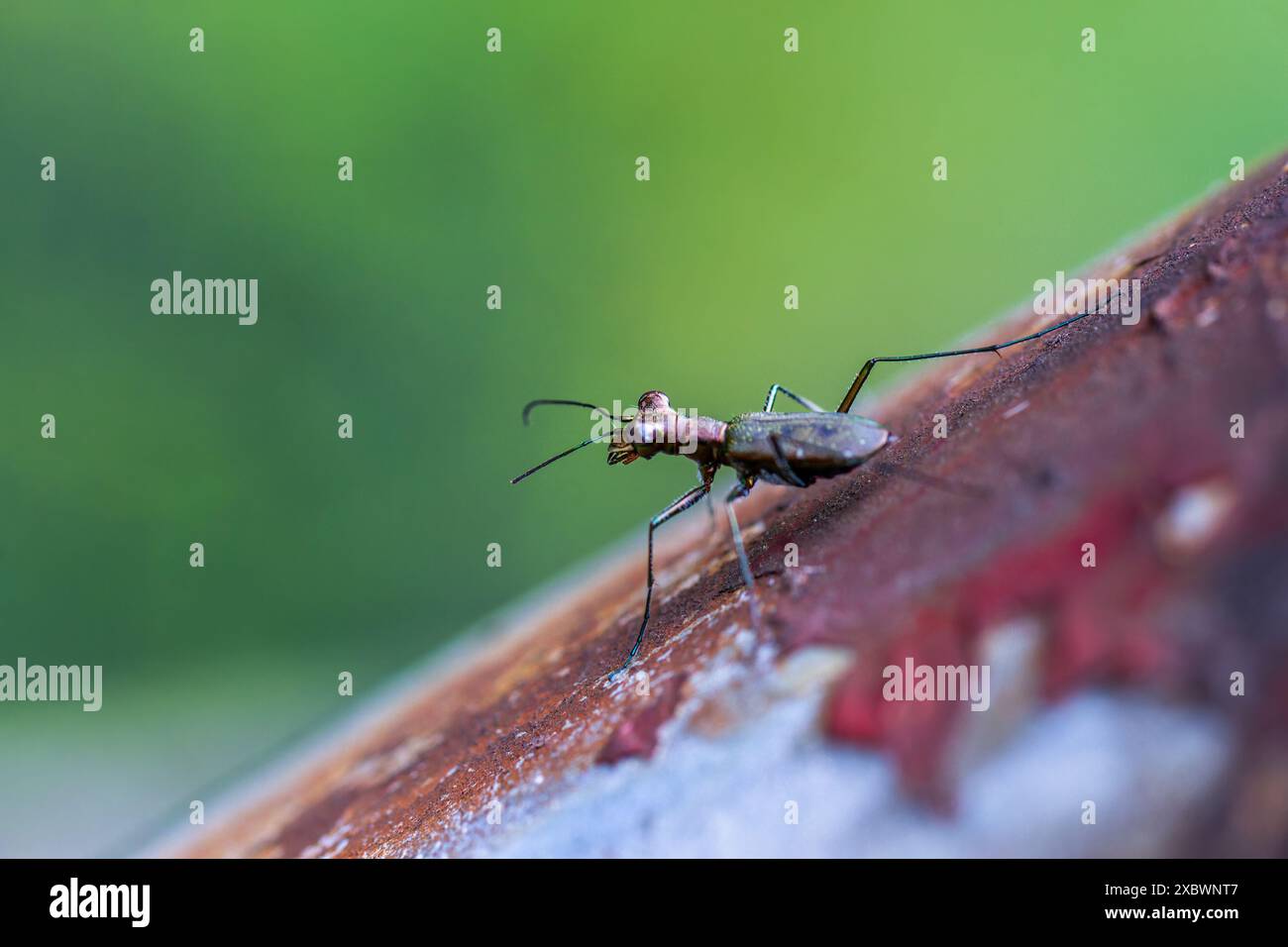 Detailed view of a tiger beetle(Cylindera kaleea angulimaculata) with ...
