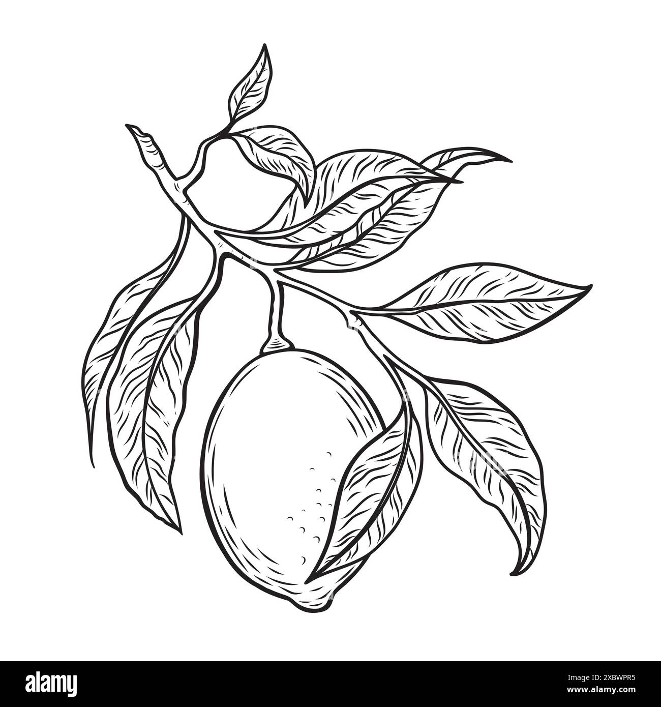 Line drawing of a lemon branch with leaves Stock Vector Image & Art - Alamy