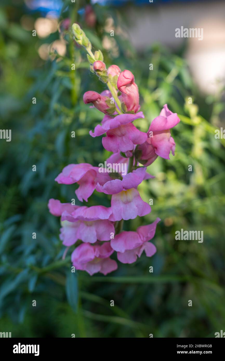 Snapdragon in home garden. Beautiful common flower. Antibes light pink ...