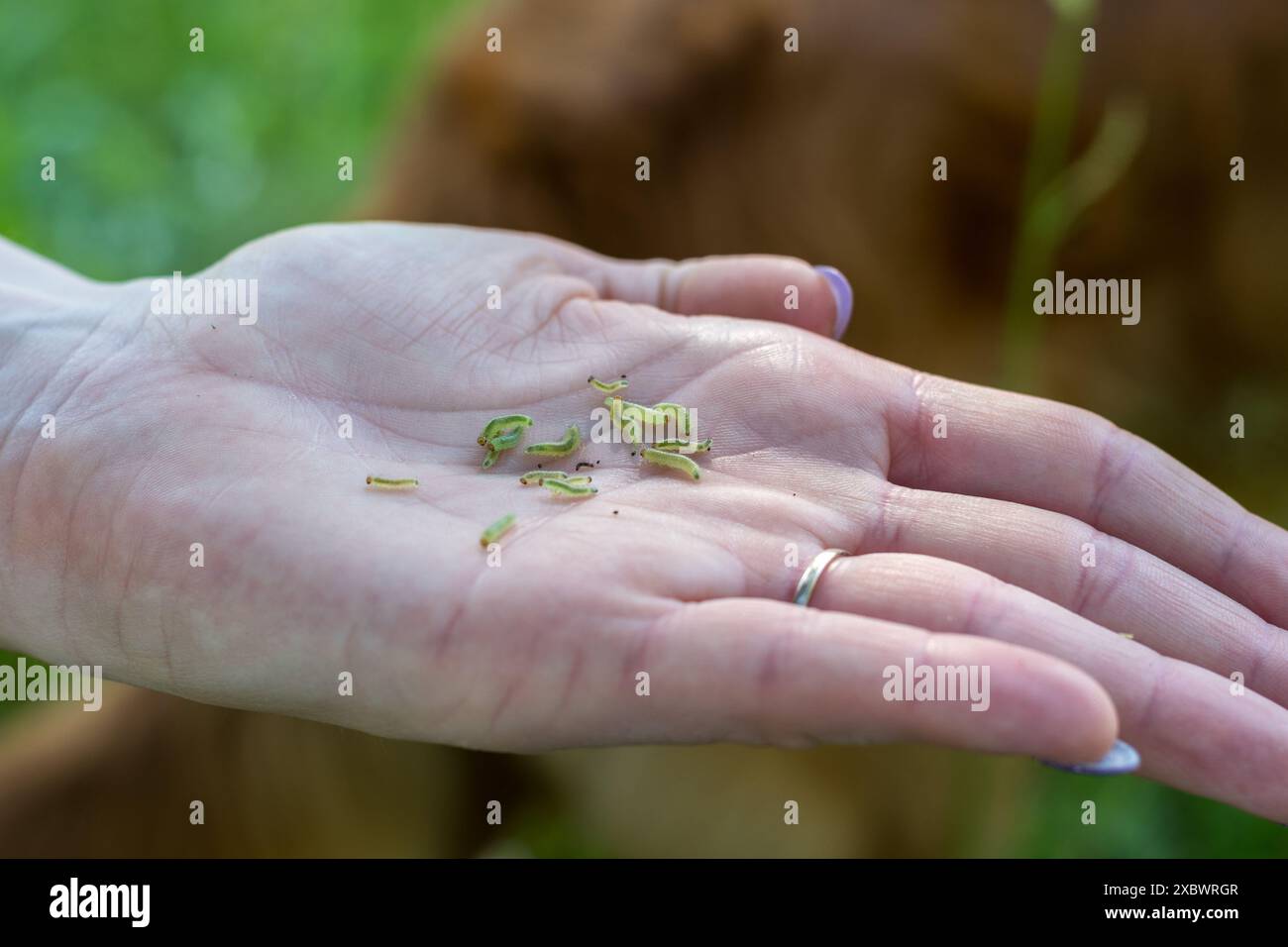 Pristiphora Rufipes. Larvae on the palm of a hand Stock Photo - Alamy