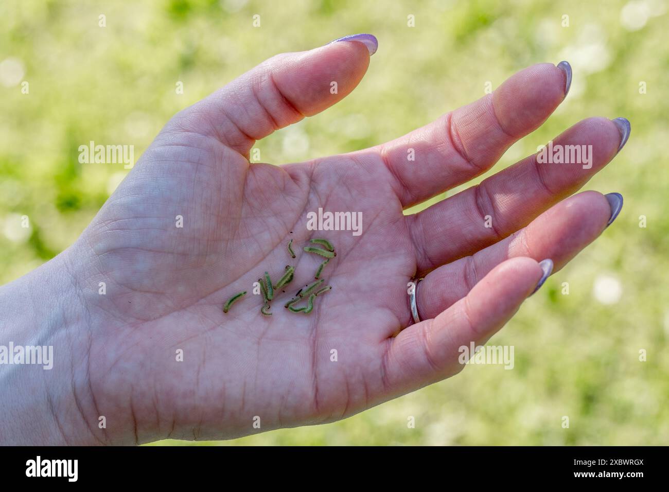 Pristiphora Rufipes. Larvae on the palm of a hand Stock Photo - Alamy
