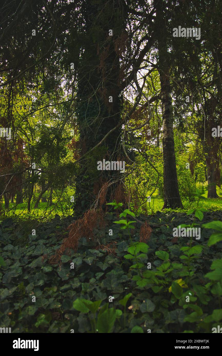 gloomy ivy on a tree and around it in the park, background of different ...