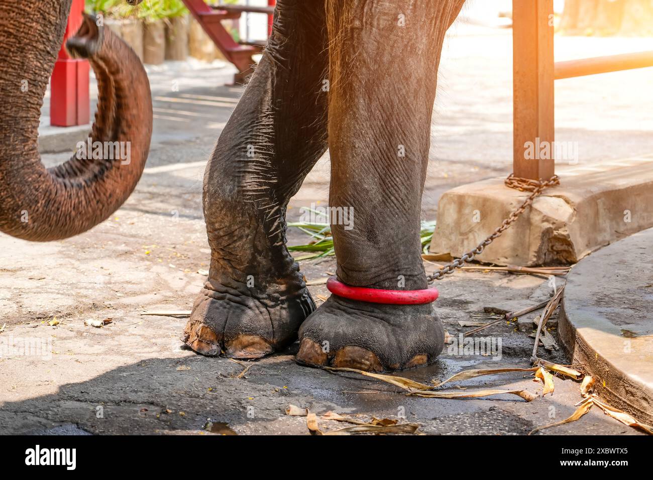 Elephant chained to pole, used for entertainment of people visitors to ...