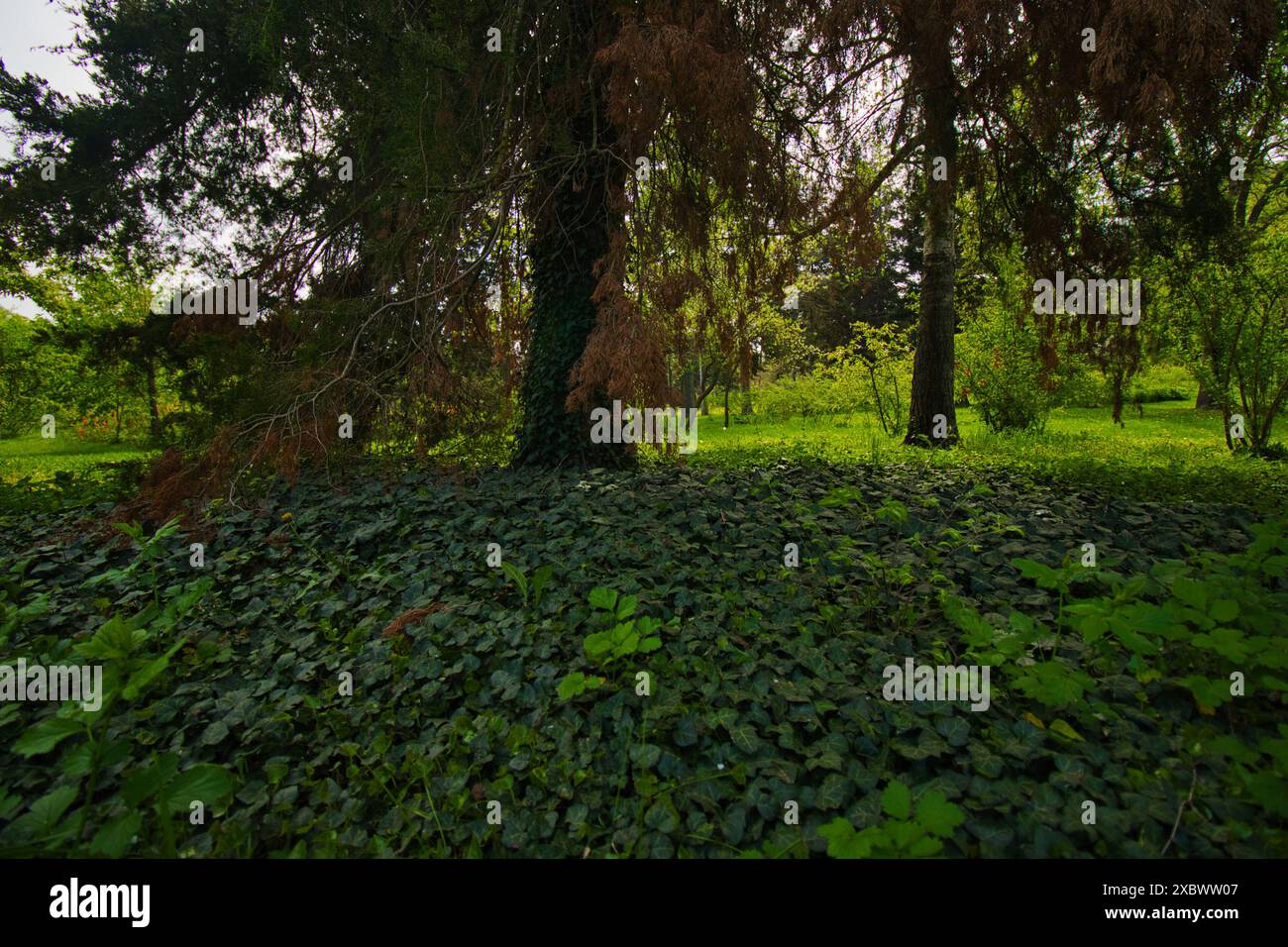 gloomy ivy on a tree and around it in the park, background of different ...