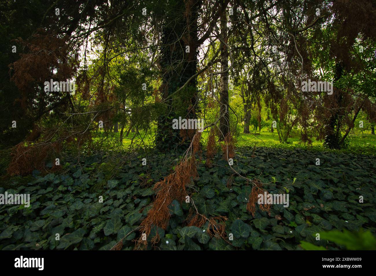 gloomy ivy on a tree and around it in the park, background of different ...