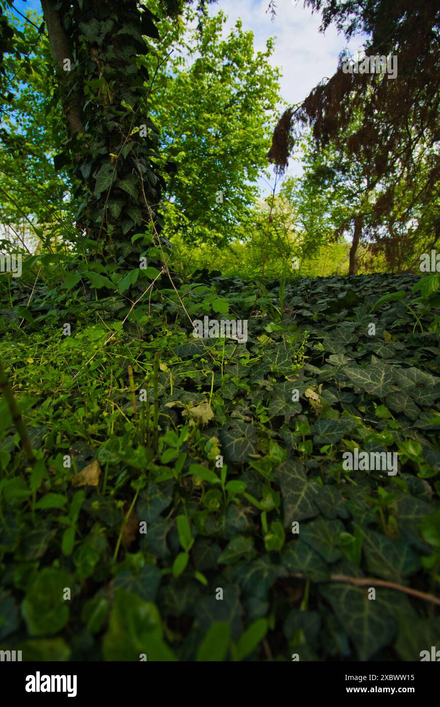 gloomy ivy on a tree and around it in the park, background of different ...