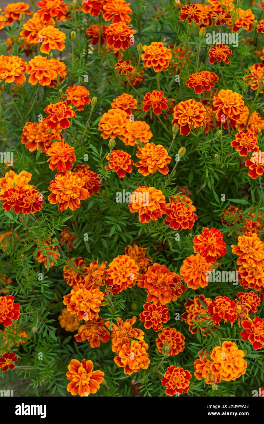 A vertical view of vibrant marigold flowers in a lush green meadow in ...