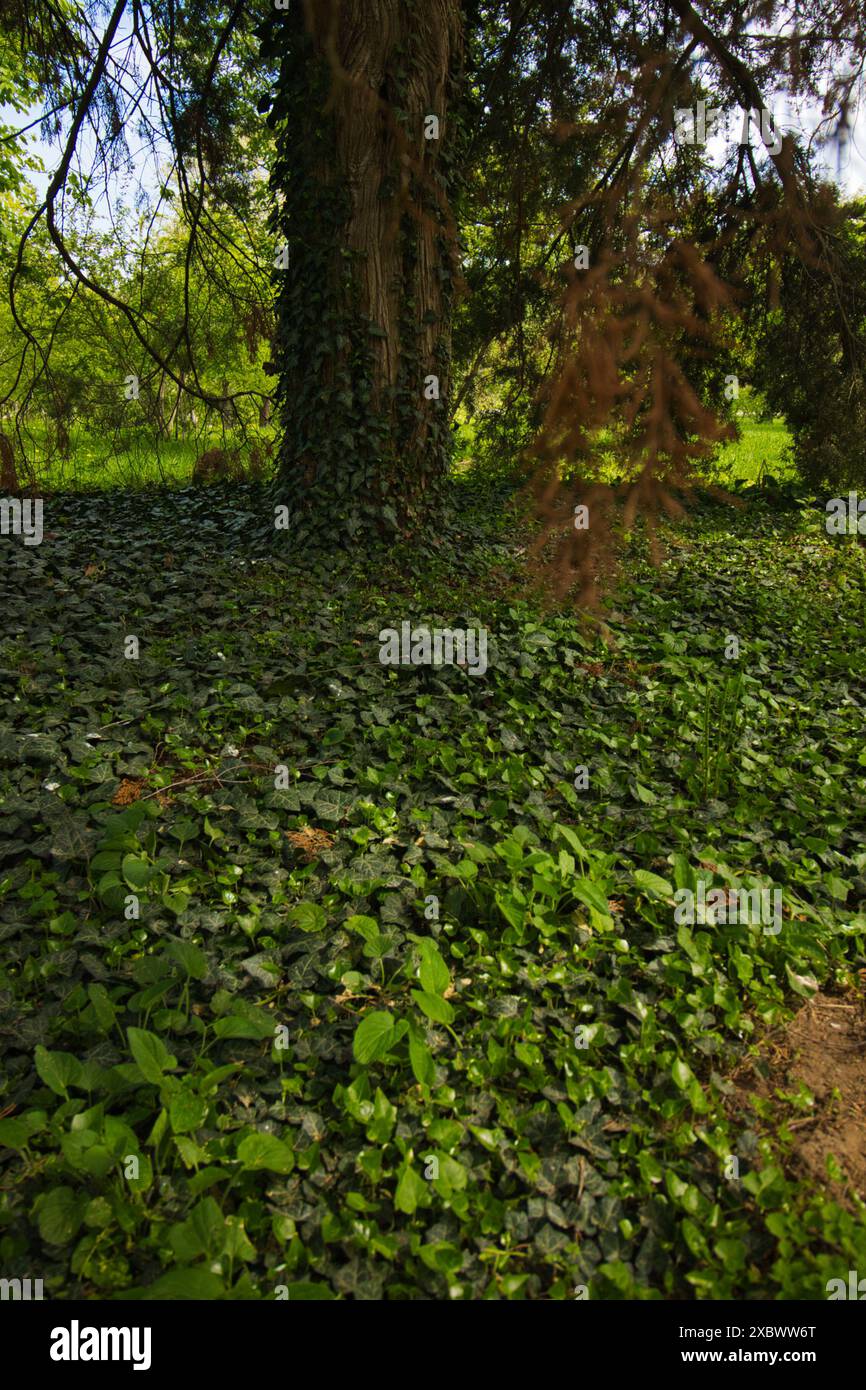 gloomy ivy on a tree and around it in the park, background of different ...