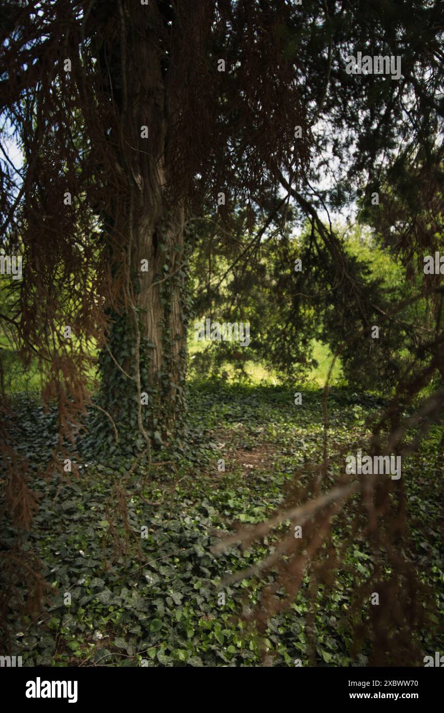 gloomy ivy on a tree and around it in the park, background of different ...