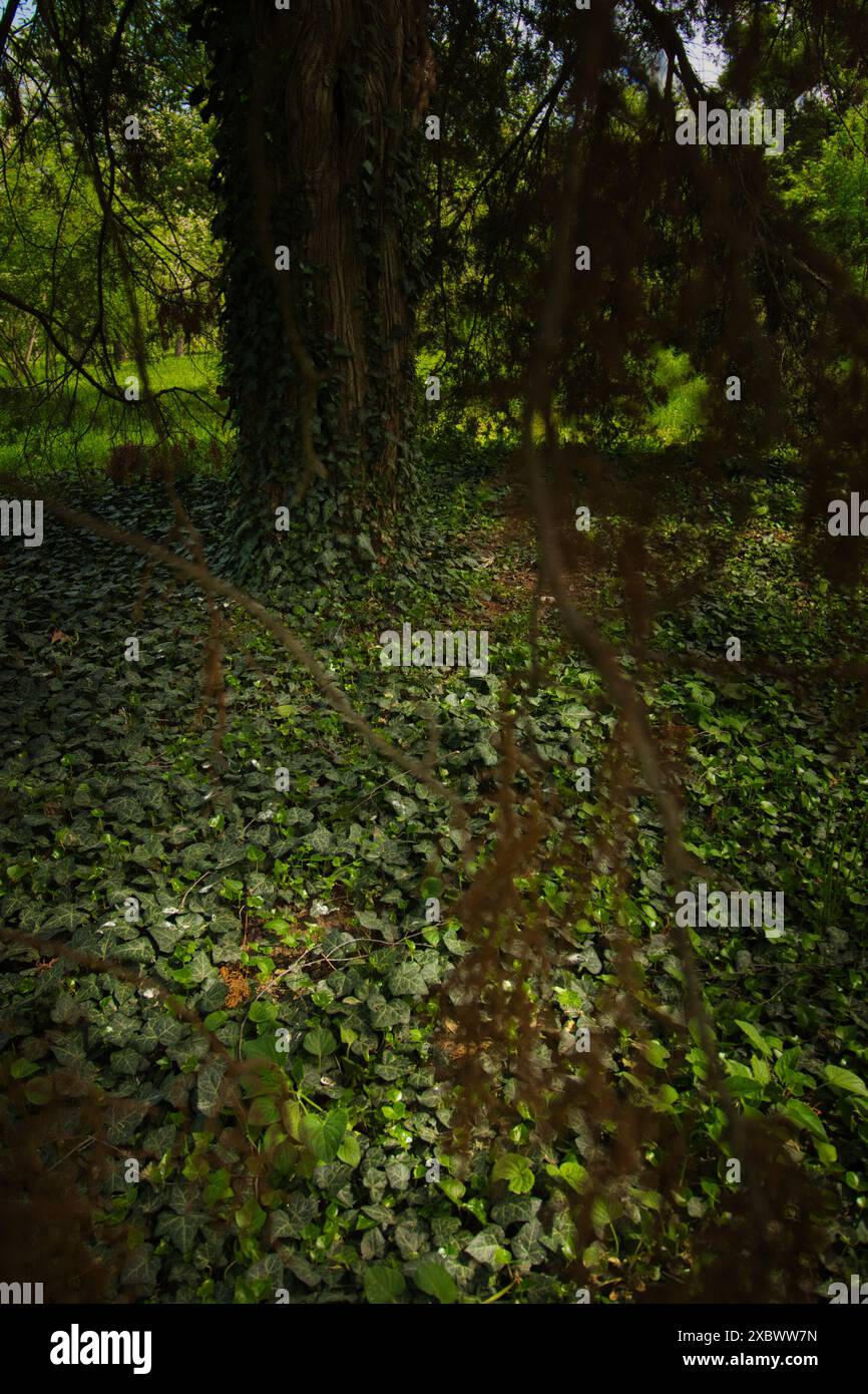 gloomy ivy on a tree and around it in the park, background of different ...