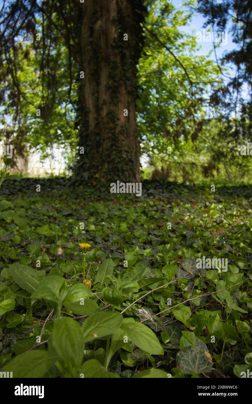 gloomy ivy on a tree and around it in the park, background of different ...