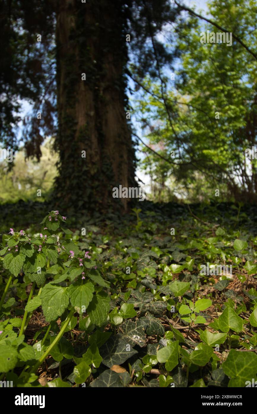 gloomy ivy on a tree and around it in the park, background of different ...