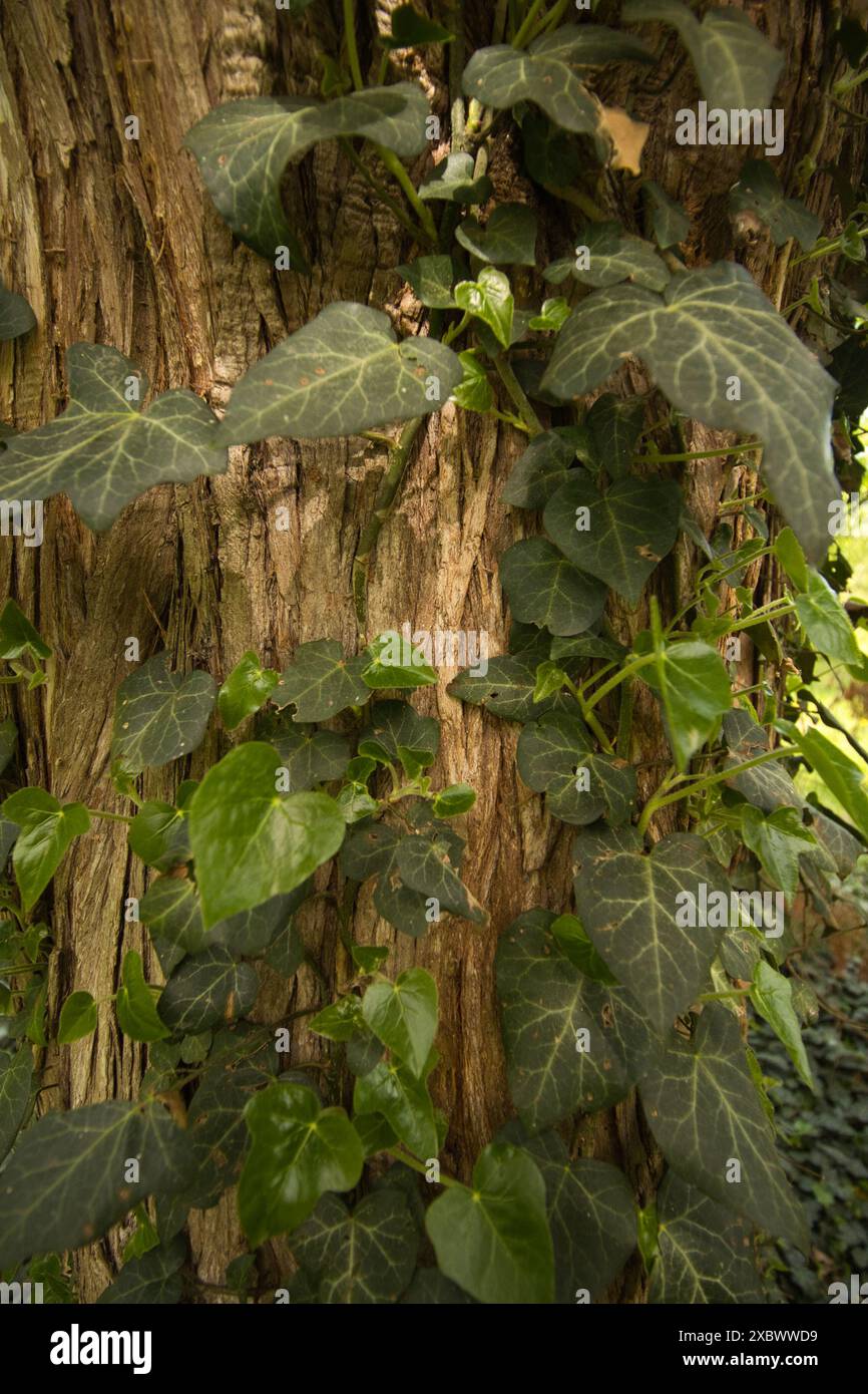 gloomy ivy on a tree and around it in the park, background of different ...