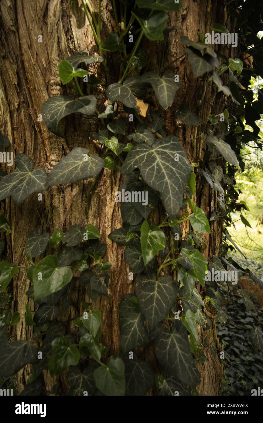 gloomy ivy on a tree and around it in the park, background of different ...