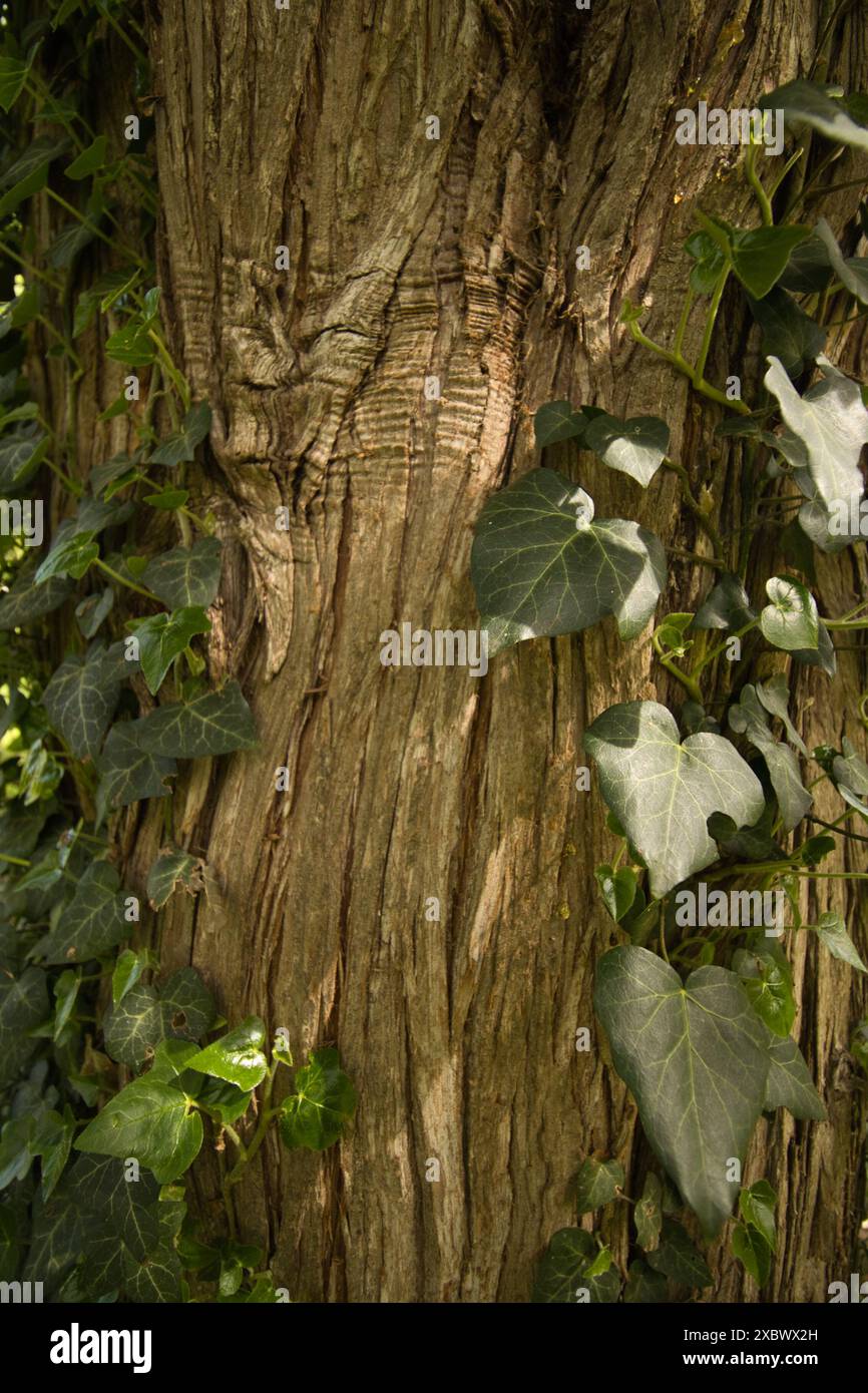 gloomy ivy on a tree and around it in the park, background of different ...