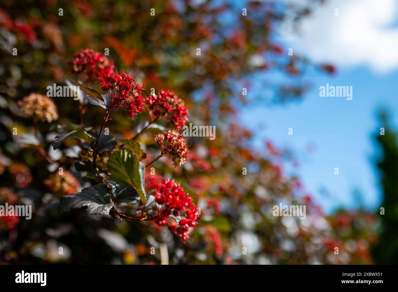 An Eastern ninebark (Physocarpus opulifolius) shrub fully covered with ...