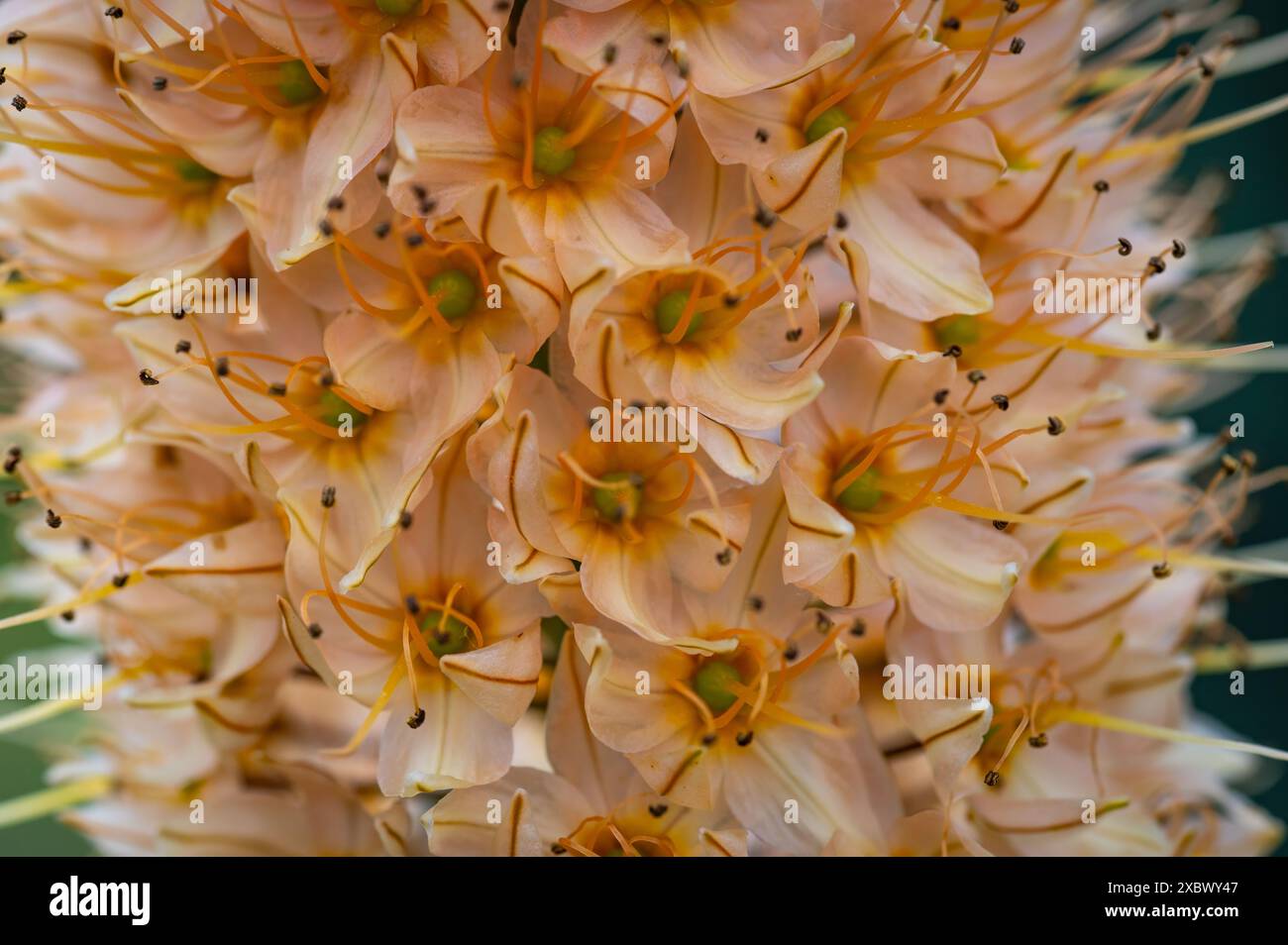 Eremurus isabellinus pinocchio cleopatra flowering ornamental plant ...