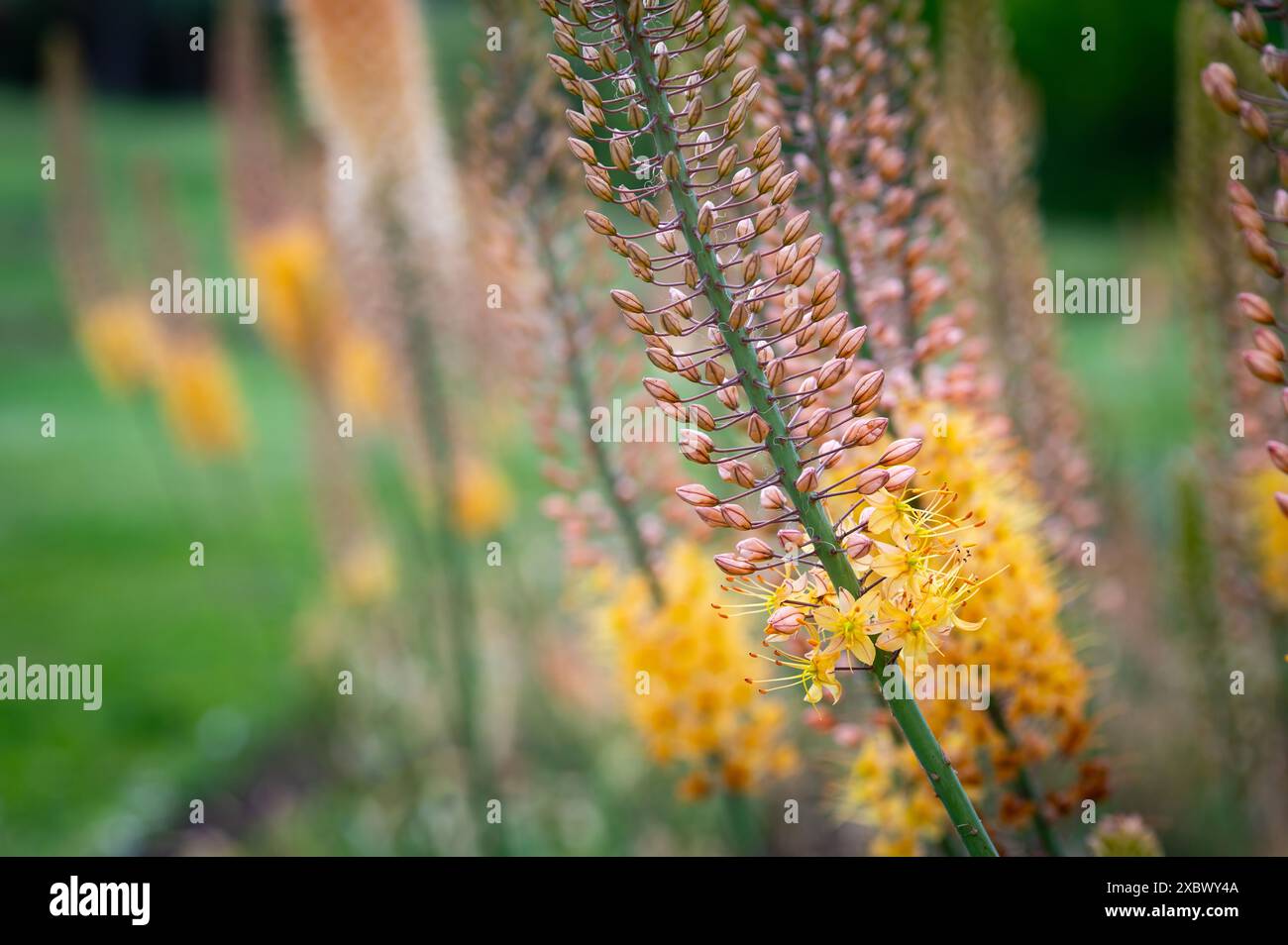 Eremurus isabellinus pinocchio cleopatra flowering ornamental plant ...