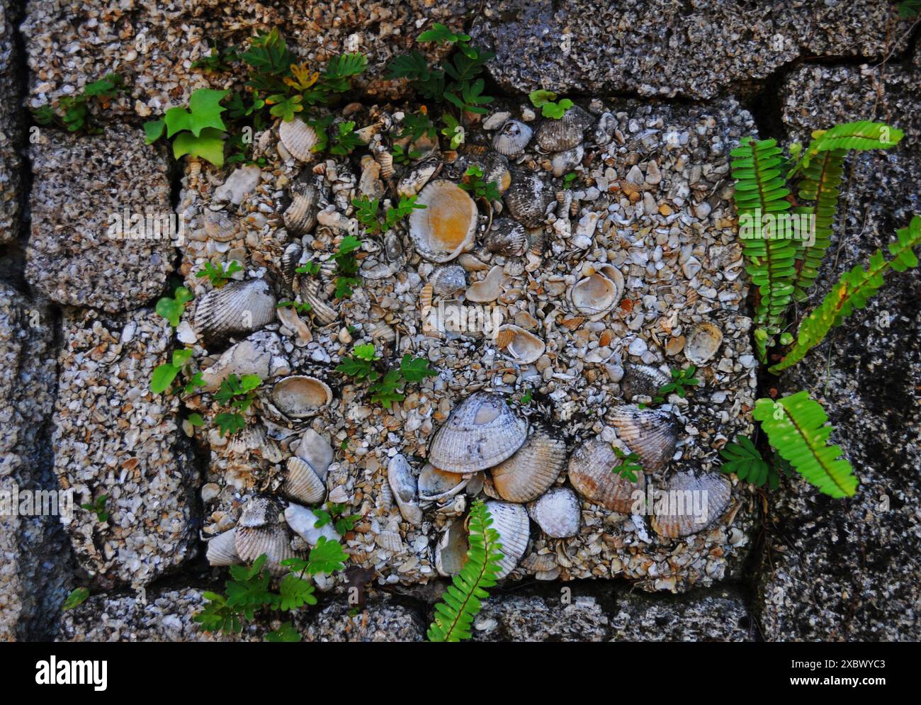A coquina building stone in the wall of an old building in Saint ...