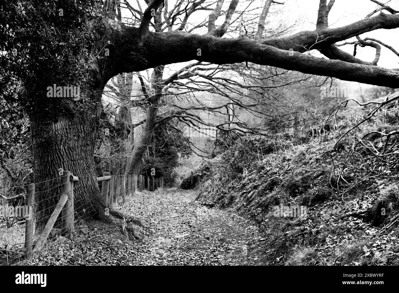 Mountain track to Sugar Loaf, Mynydd Pen-y-fal, on the southern edge of ...
