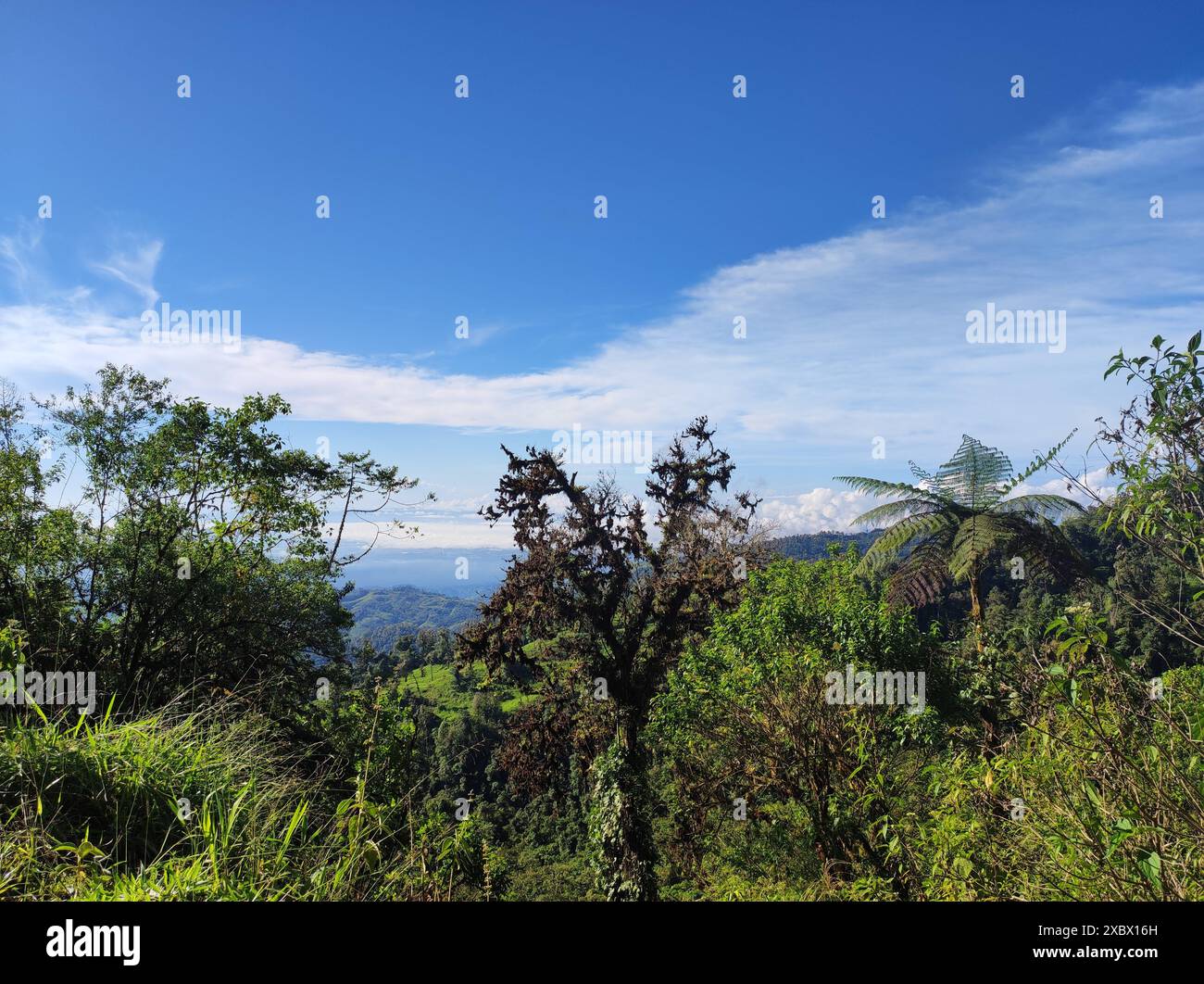 Secondary forest costa rica hi-res stock photography and images - Alamy