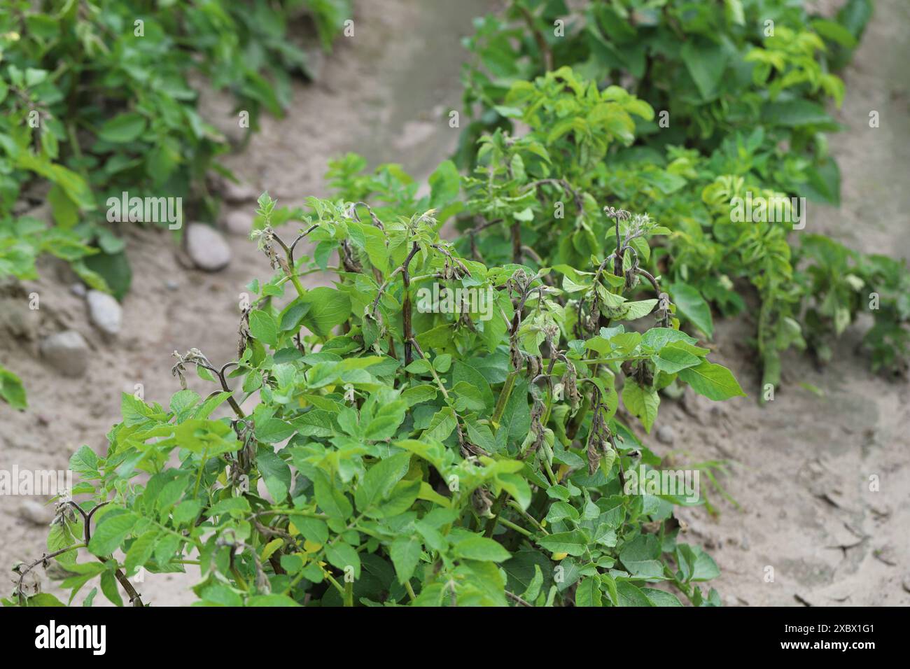 Potato blight or late blight is serious potato and tomato disease ...