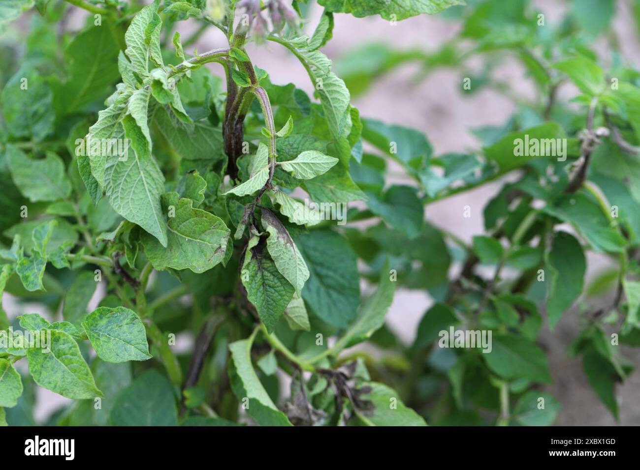 Potato blight or late blight is serious potato and tomato disease ...