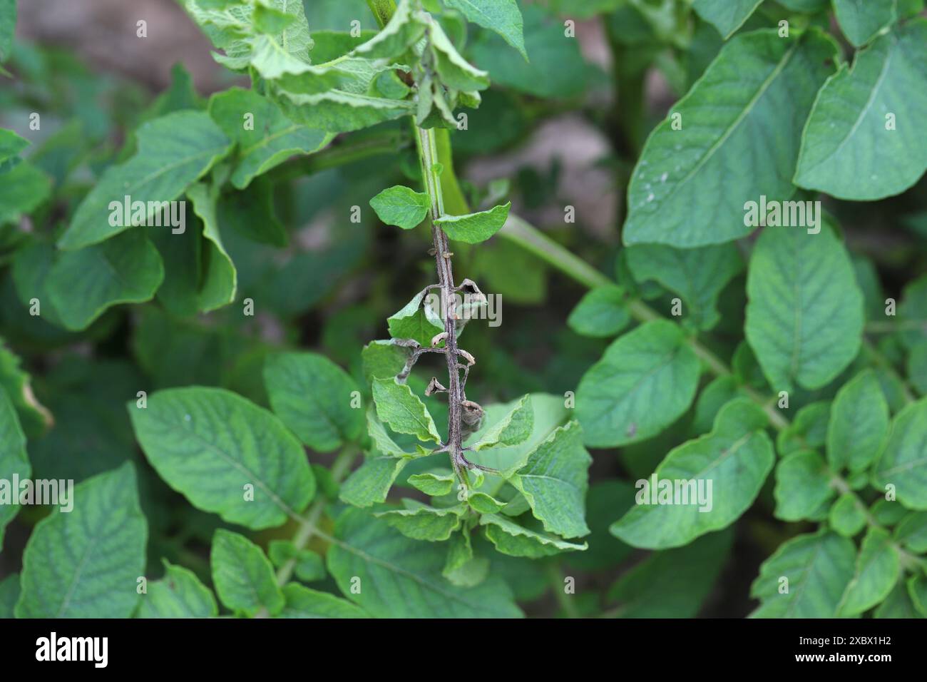 Potato blight or late blight is serious potato and tomato disease ...