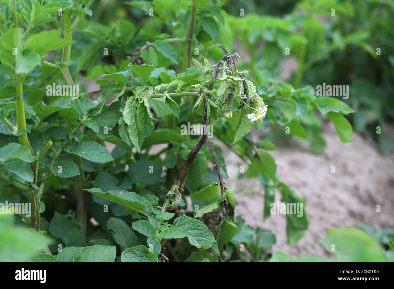 Potato blight or late blight is serious potato and tomato disease ...
