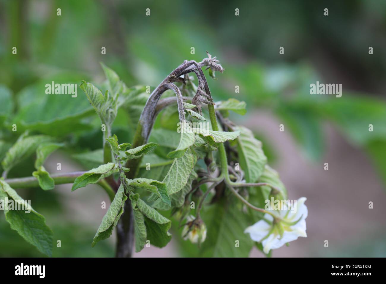 Potato blight or late blight is serious potato and tomato disease ...