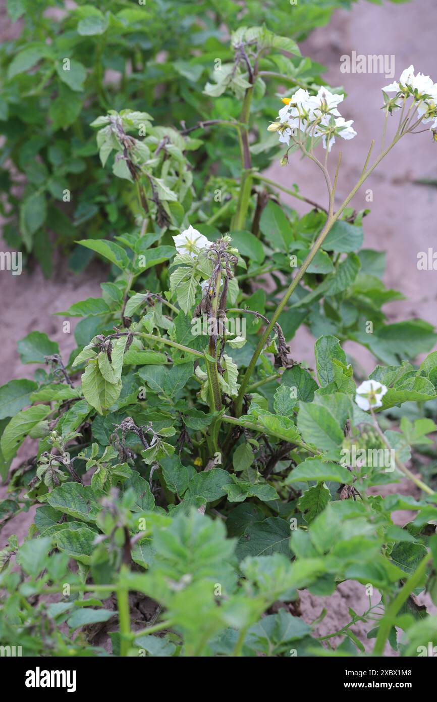 Potato blight or late blight is serious potato and tomato disease ...