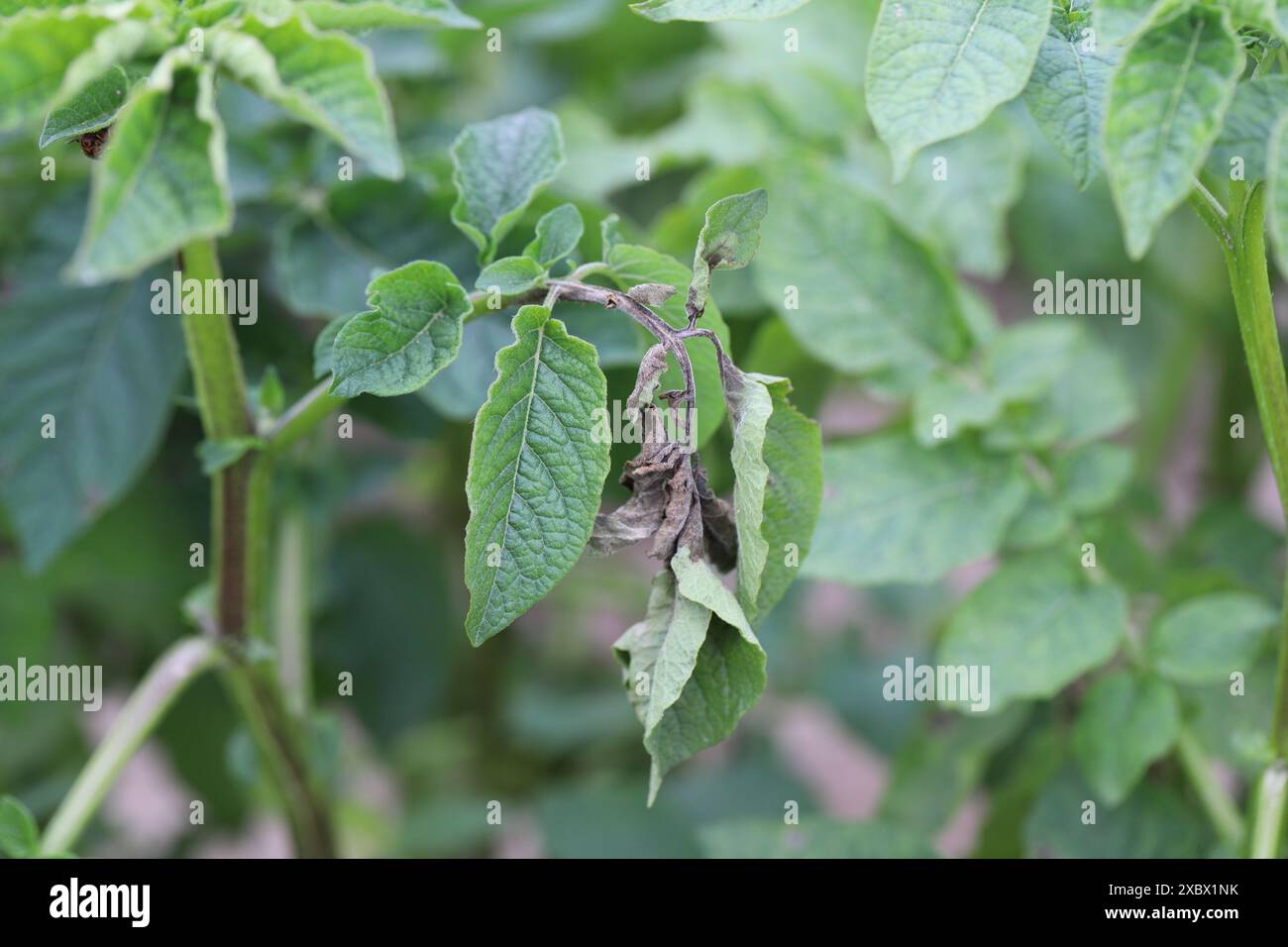 Potato blight or late blight is serious potato and tomato disease ...