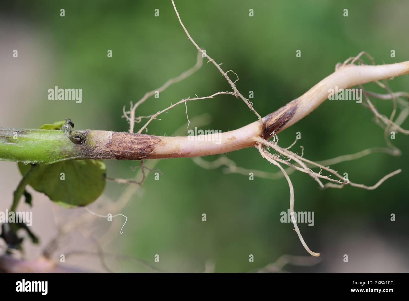Black scurf of potato or black speck of potato. Fungal disease of ...