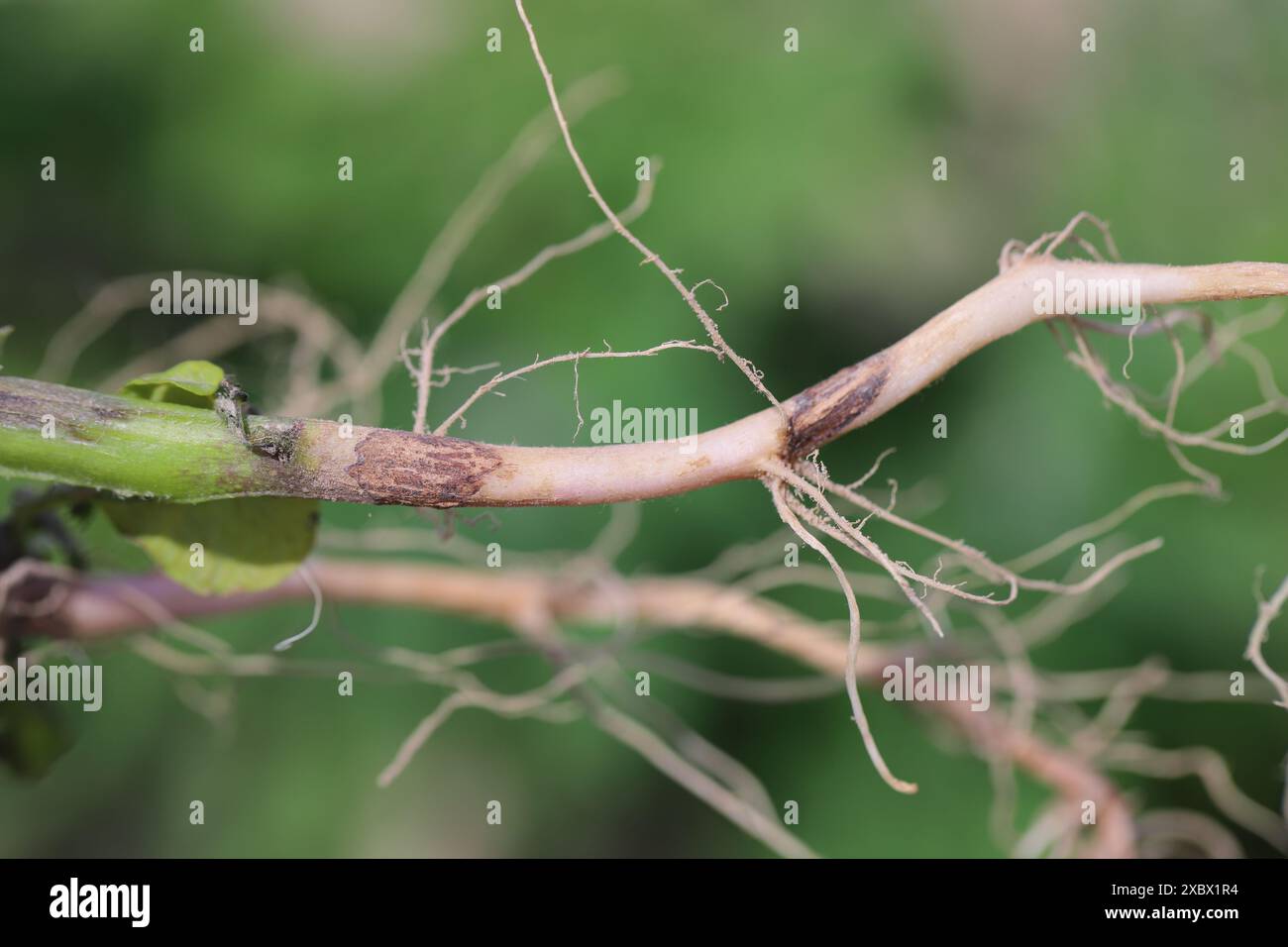 Black scurf of potato or black speck of potato. Fungal disease of ...