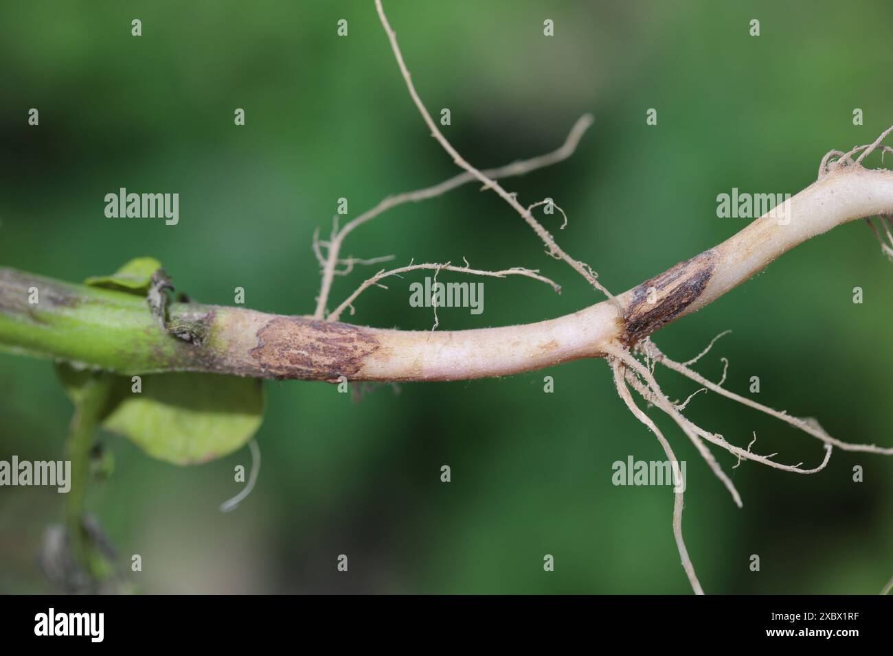Black scurf of potato or black speck of potato. Fungal disease of ...