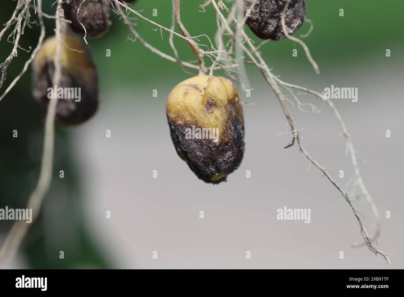 Potato blight or late blight is serious potato and tomato disease causes by a fungus-like ...