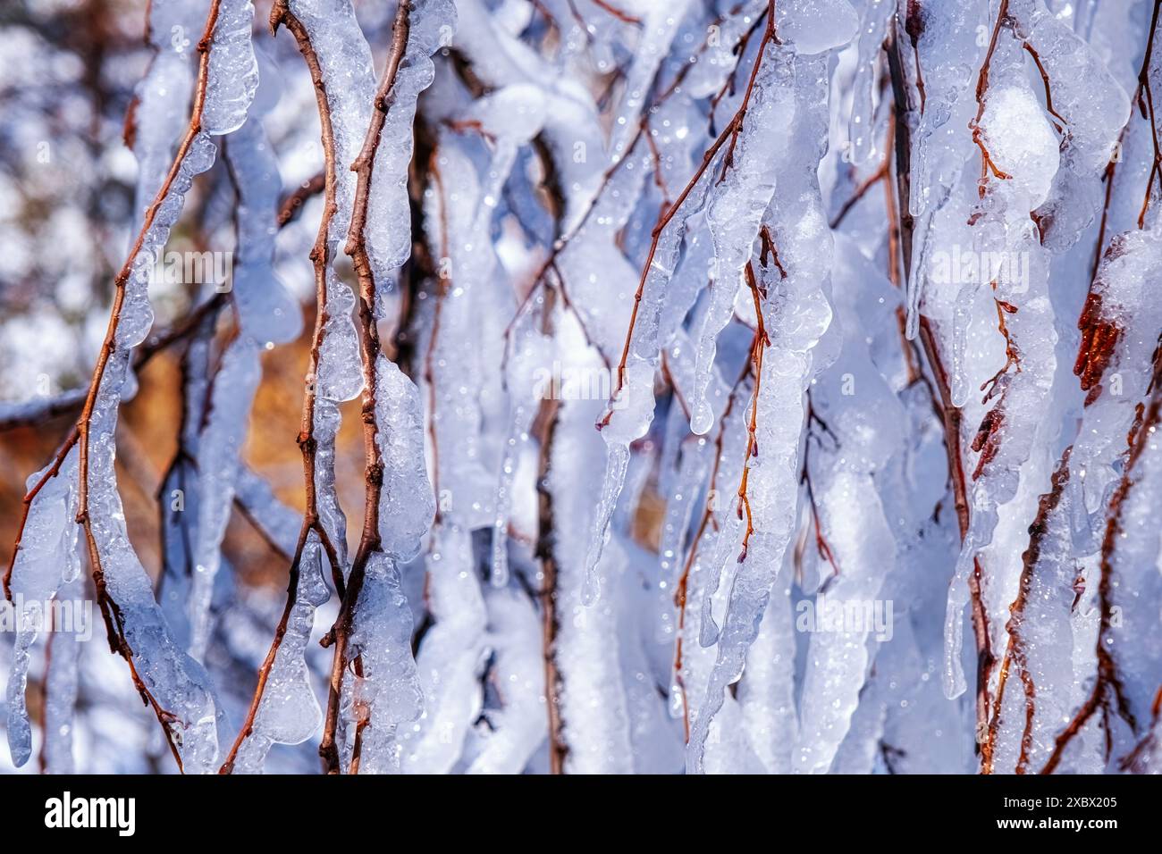 Tree branch covered with ice. Glaciated tree branches, consequences ...