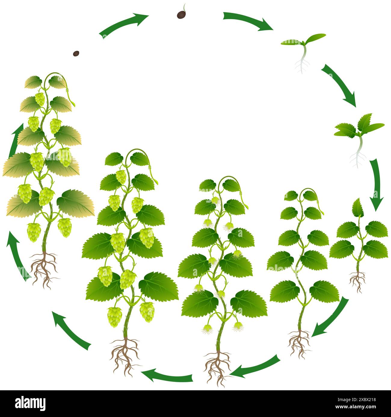 Life cycle of hop plant on a white background Stock Vector Image & Art ...