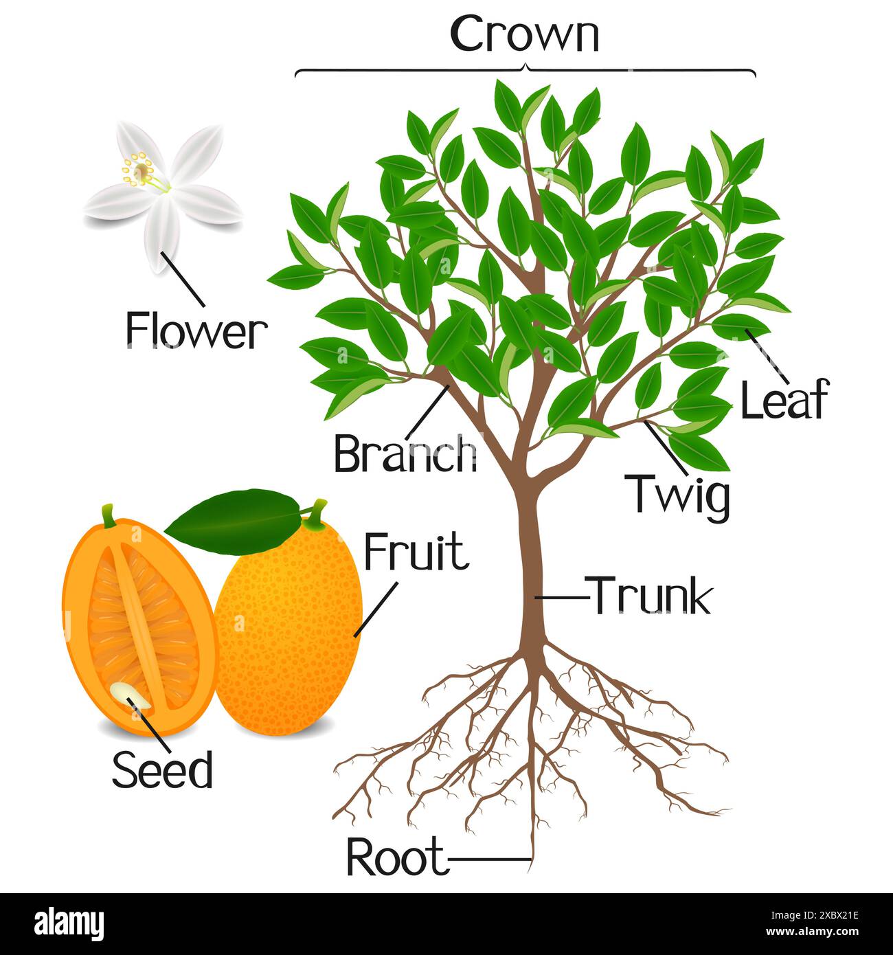 The parts of a tree are the roots Stock Vector Images - Alamy