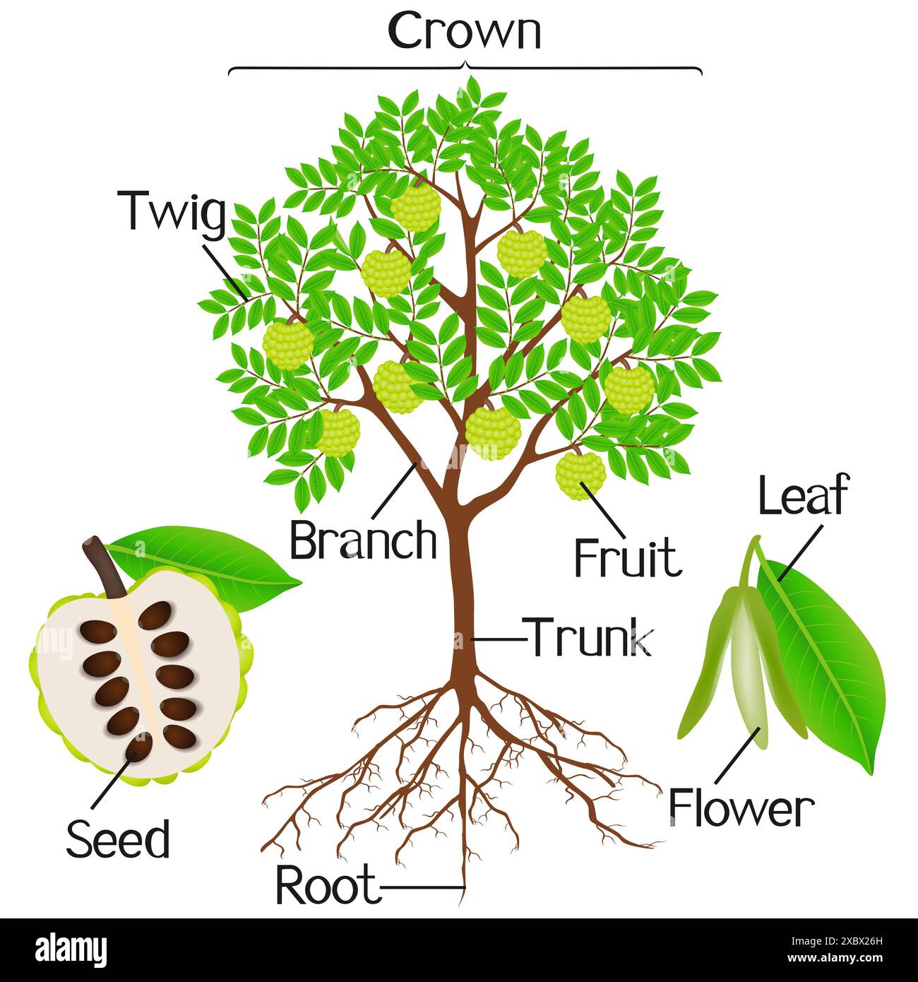 Full tree with roots Cut Out Stock Images & Pictures - Alamy