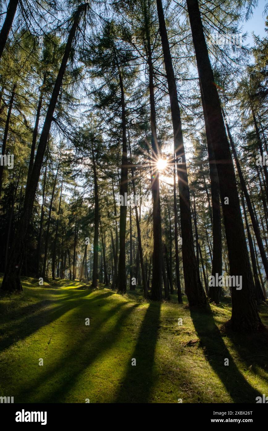 forest, trees, autumn, sunset, light, forest mood, tree, yew, pine ...