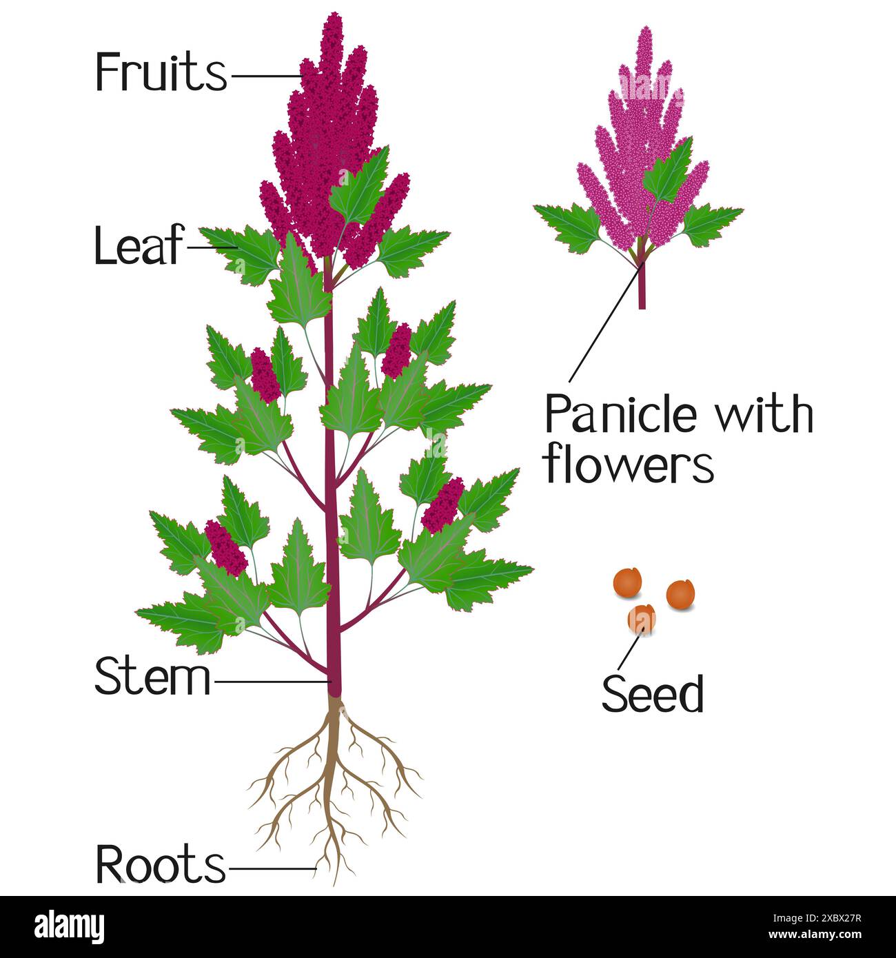 Parts of quinoa plant on a white background Stock Vector Image & Art ...