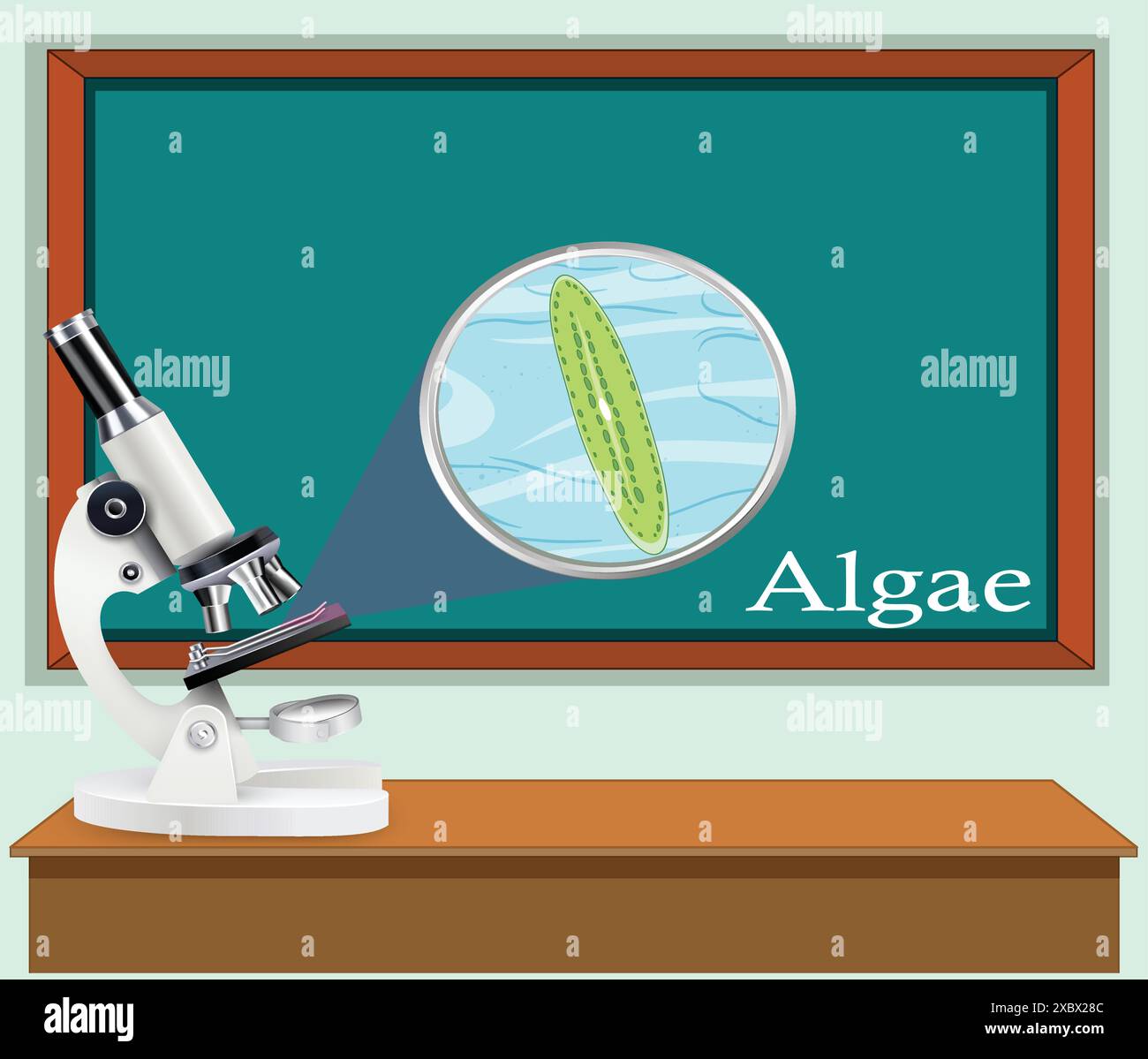 Microscope with anatomy structure of Algae in lab class illustration ...